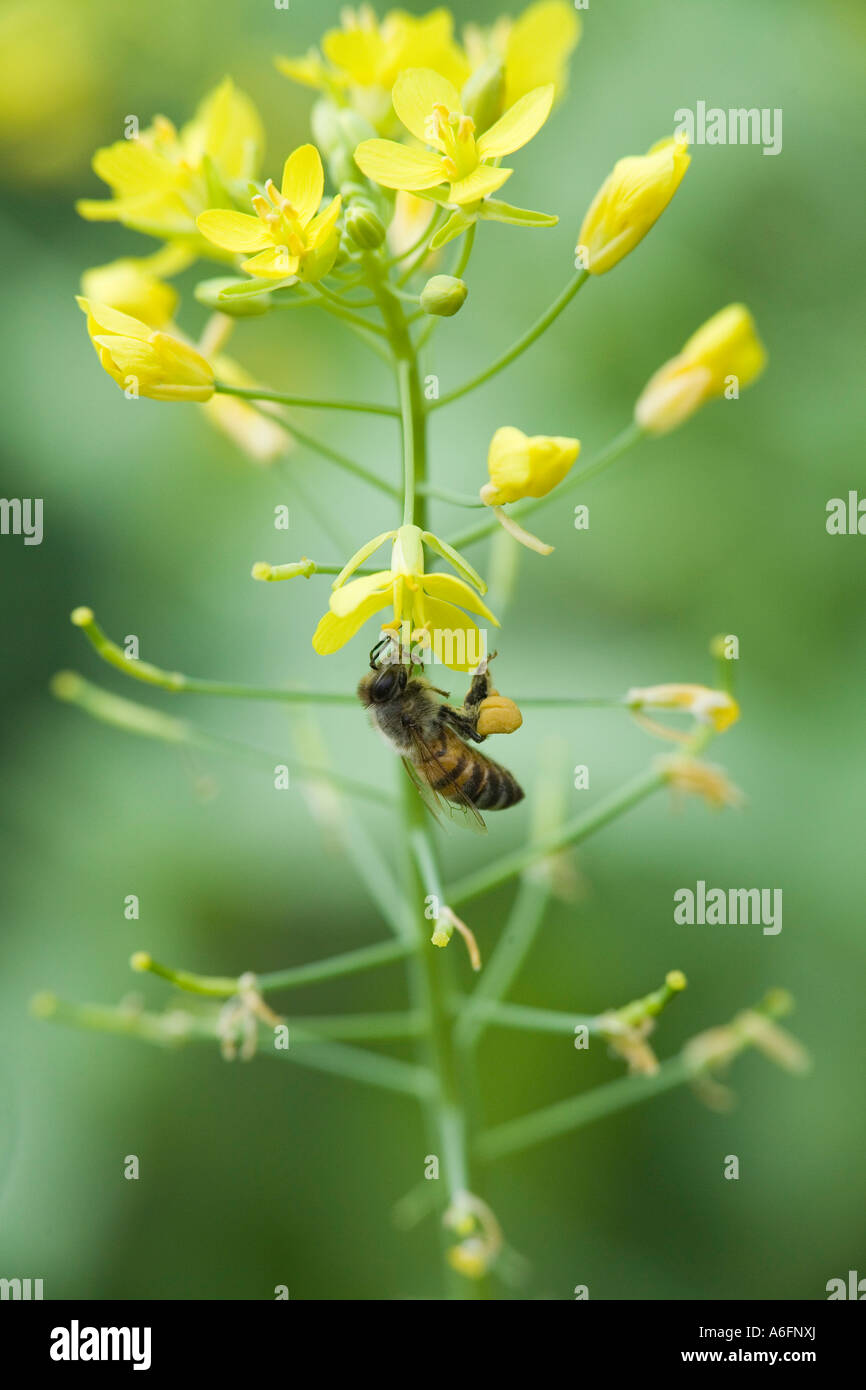 Honey bee pollinating a bok choi flower Stock Photo - Alamy