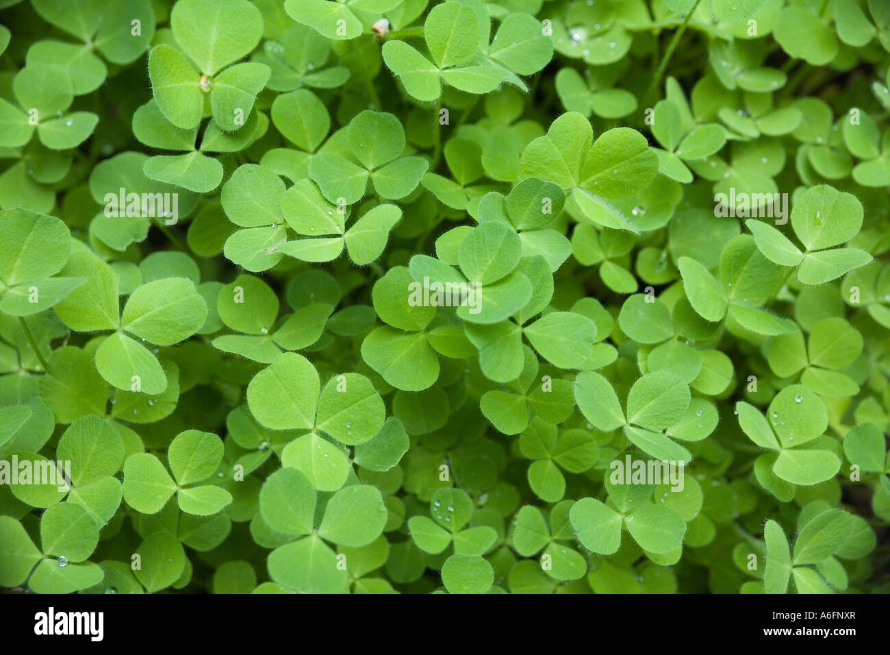 Close up of clover leaves Stock Photo - Alamy