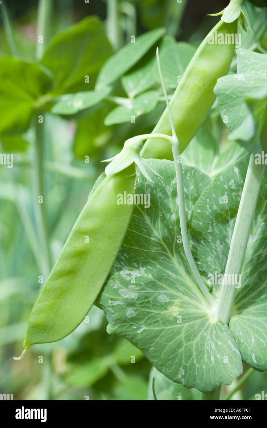 Close up of organic snow pea pods Stock Photo - Alamy