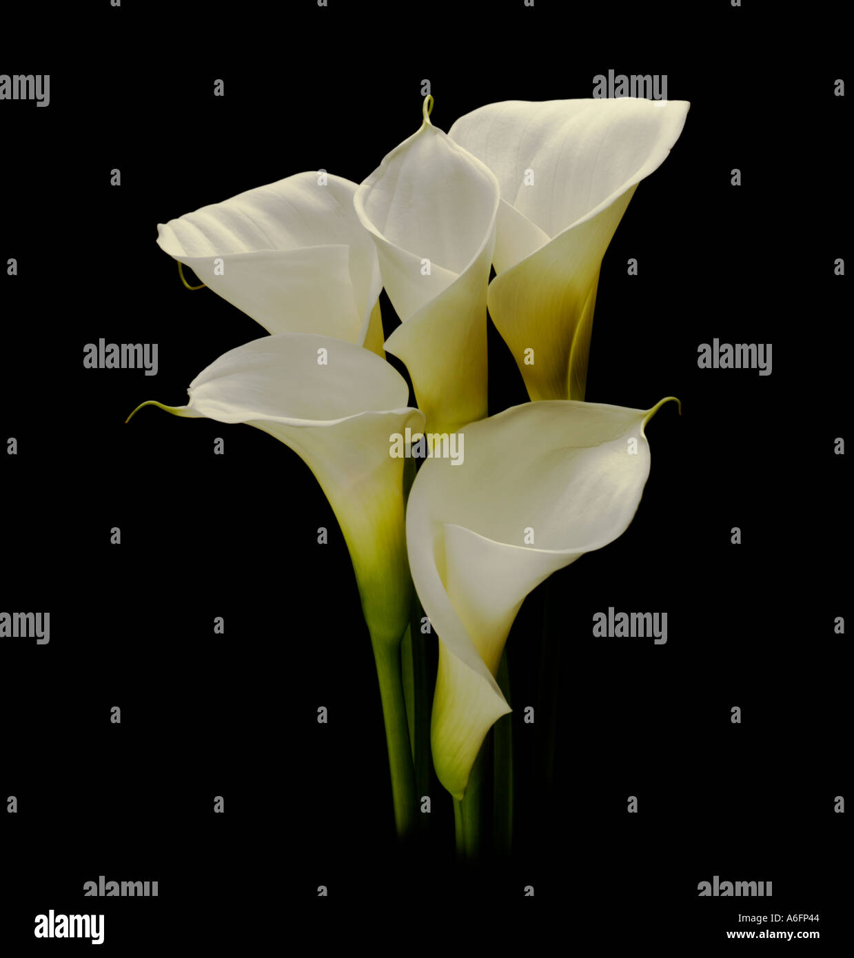 Aron lilly hi-res stock photography and images - Alamy