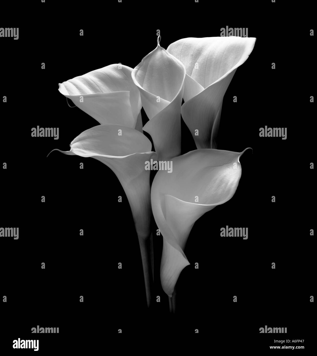 Lilly arron lilly hi-res stock photography and images - Alamy