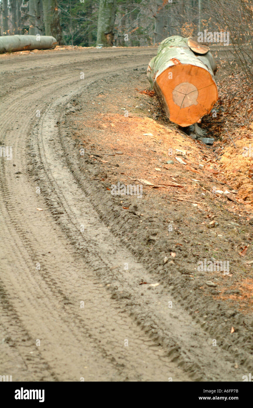 Beech core hi-res stock photography and images - Alamy