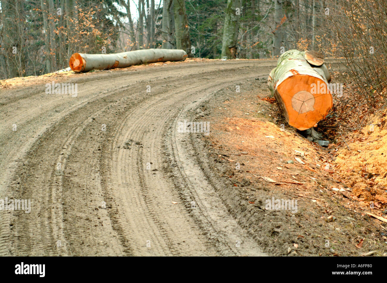 Cut down beech tree in temperate forest near Piatra Neamt Moldavia ...