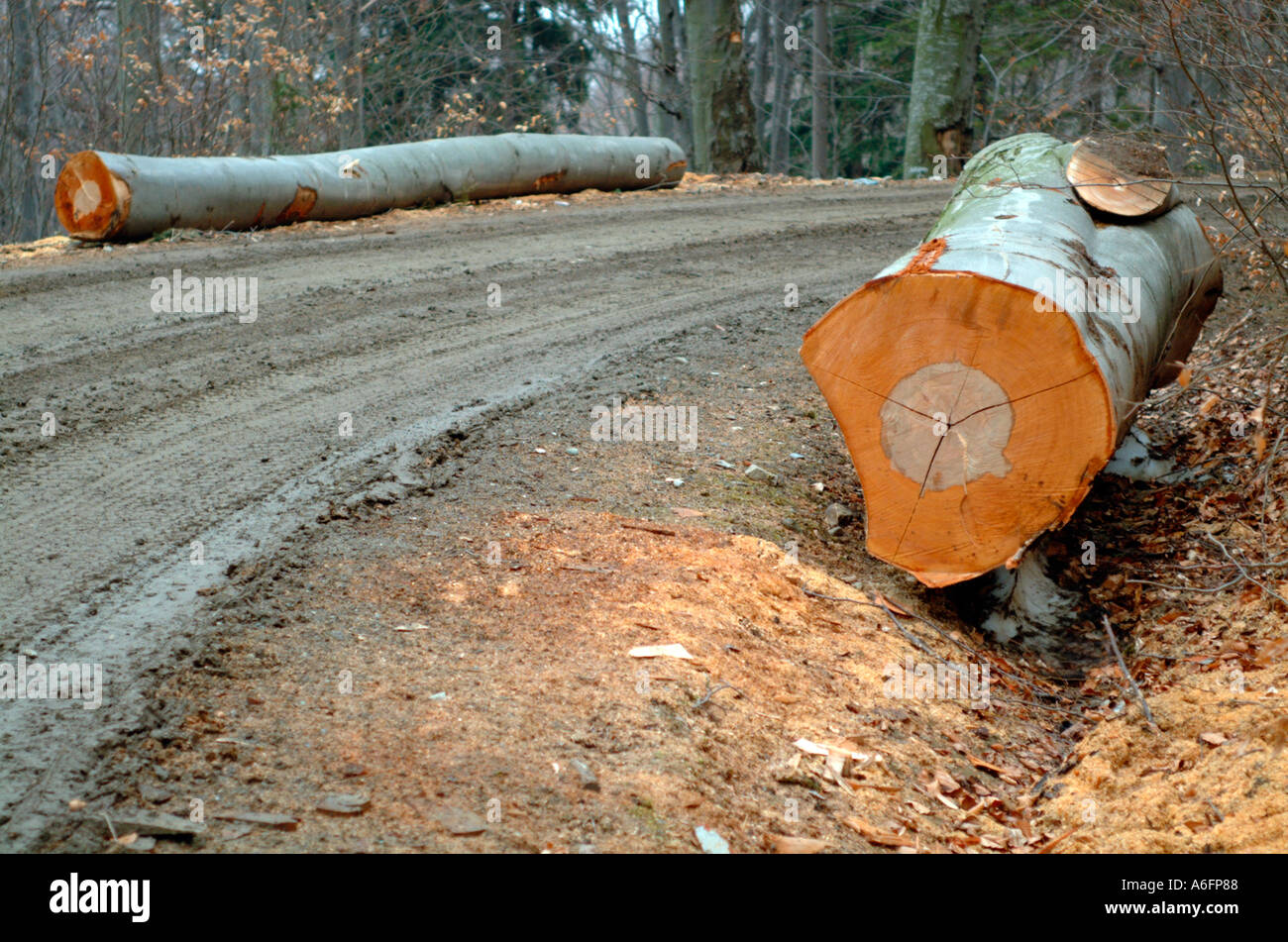 Vegetation die off hi-res stock photography and images - Alamy