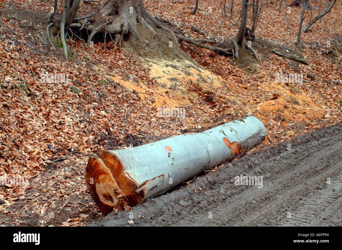 Cut down beech tree in temperate forest near Piatra Neamt Moldavia ...