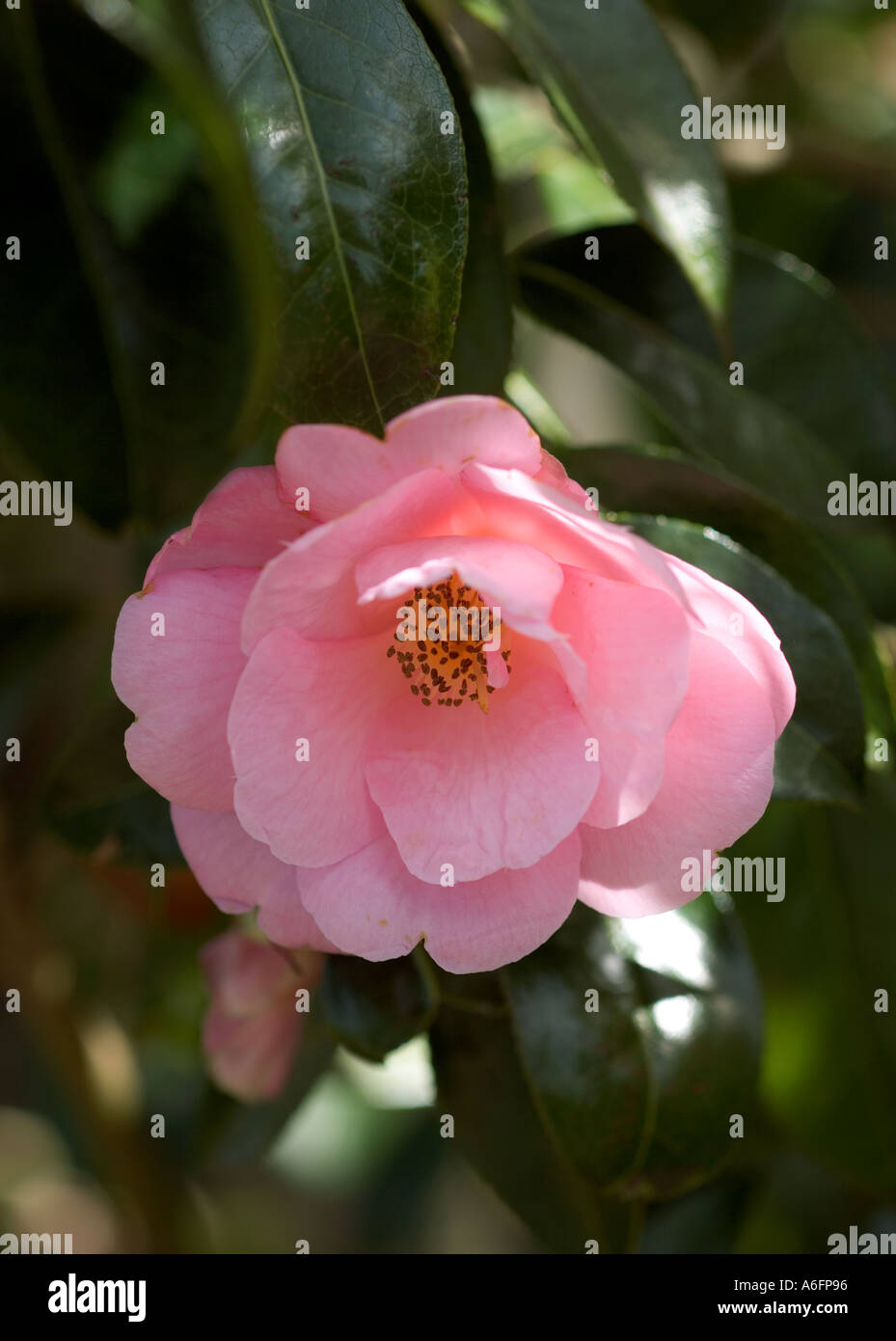 Carlyon camellia hi-res stock photography and images - Alamy