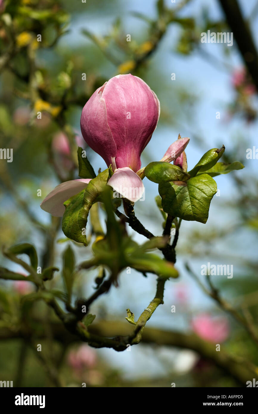 Saucer magnolia hi-res stock photography and images - Alamy