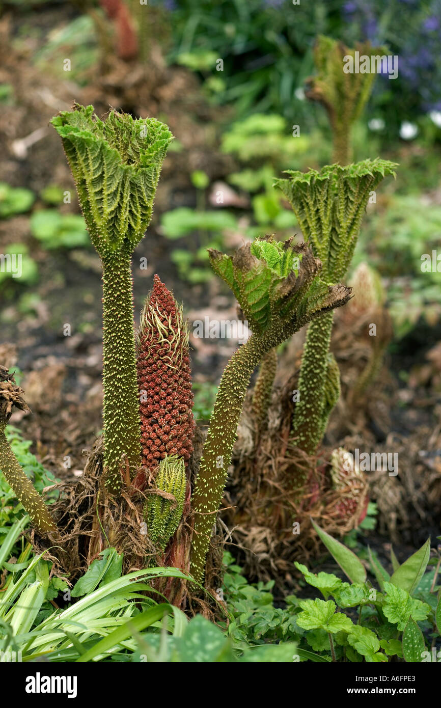 Gunnera Tinctoria or Chilean Gunnera Stock Photo - Alamy