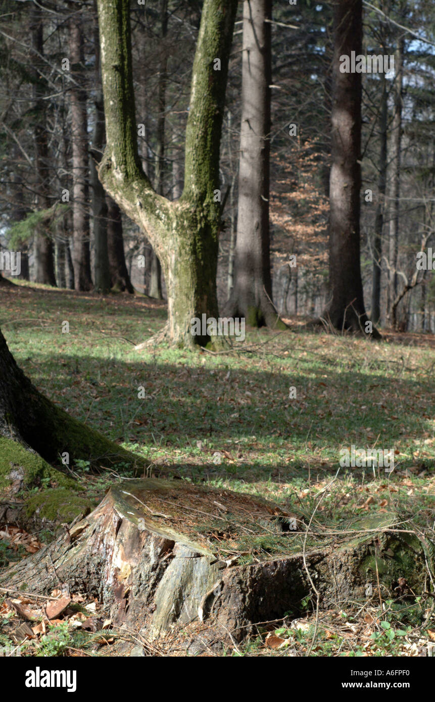Fir tree forest damp autumn hi-res stock photography and images - Alamy