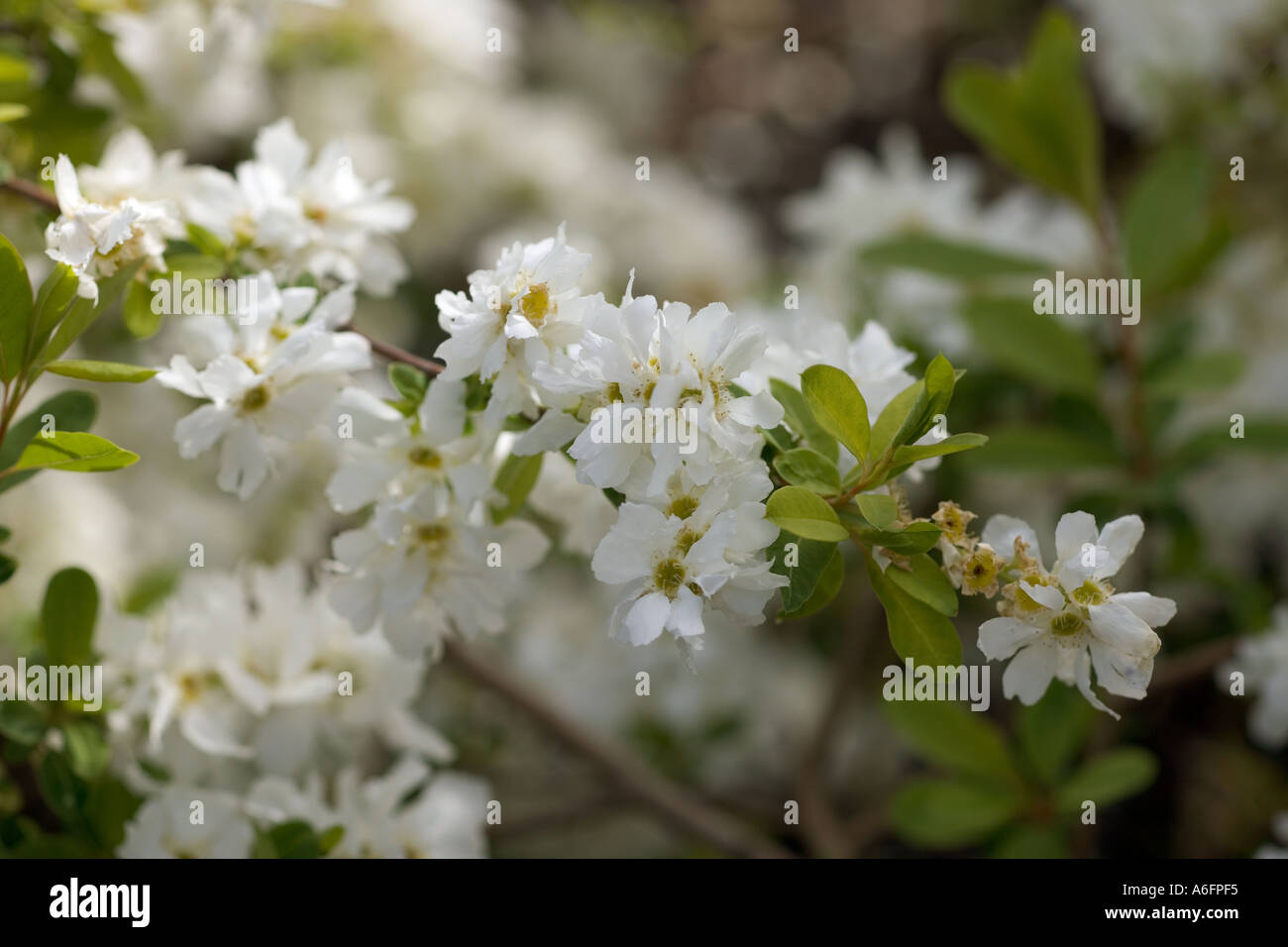 Exochorda x macrantha The Bride Stock Photo - Alamy