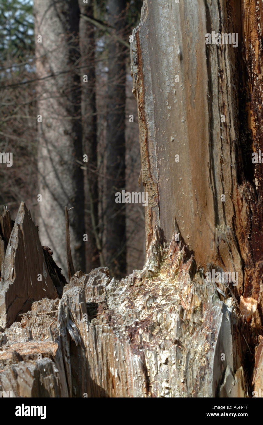 Cut down fir tree in temperate forest near Piatra Neamt Moldavia ...