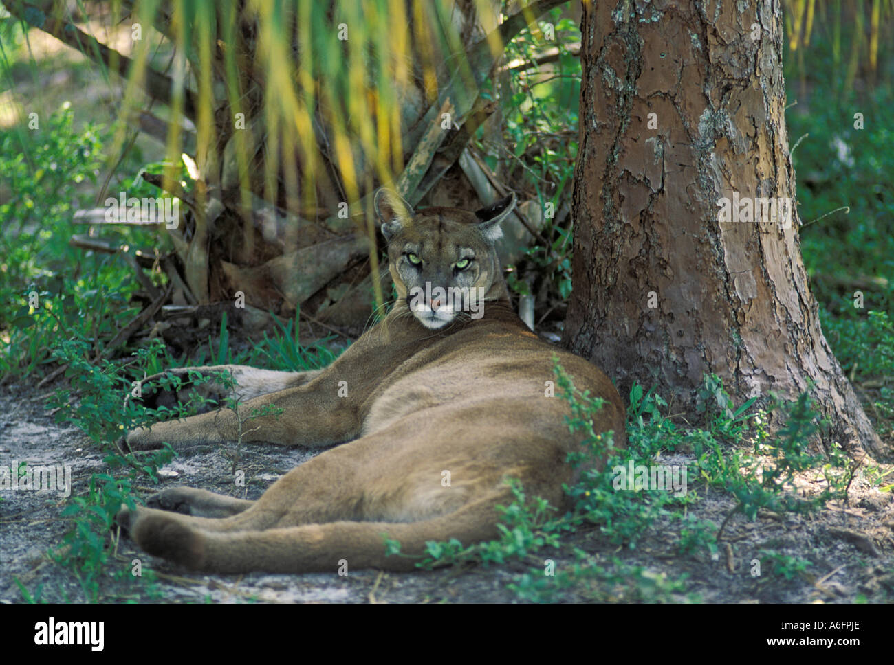 Florida Panther - Puma ( Profelis concolor) Florida - USA Stock Photo ...
