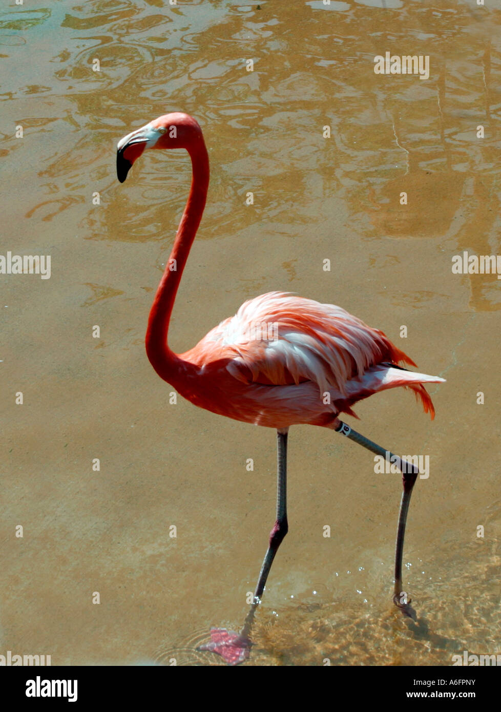 Close up of a captive flamingo taken at the San Diego Zoo San Diego CA ...