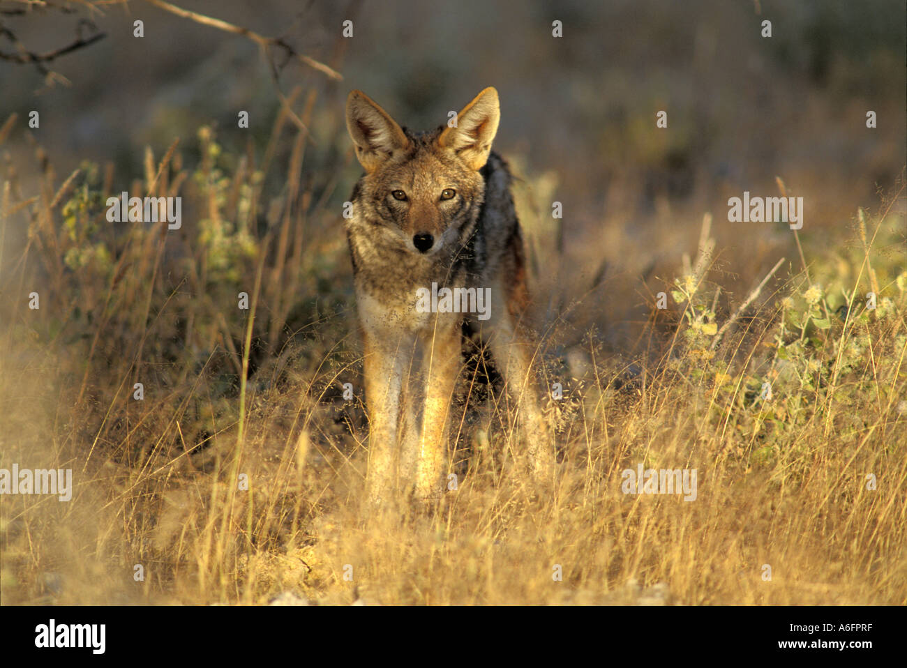 Black-backed Jackal ( Canis mesomelas) - Etosha Nationalpark - Namibia ...