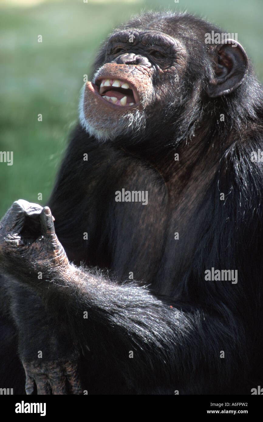 Chimp hand hi-res stock photography and images - Alamy