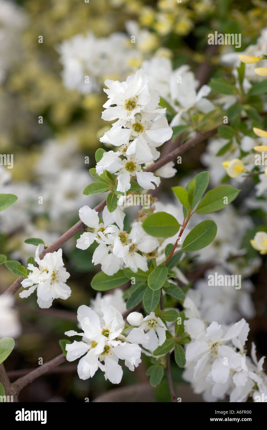 Exochorda x macrantha The Bride Stock Photo - Alamy
