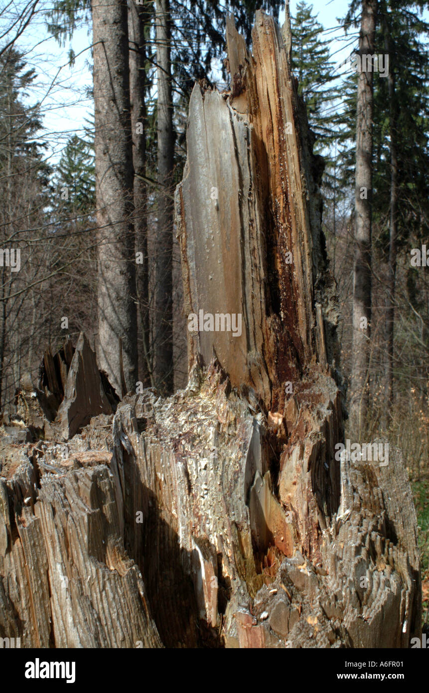 Dying fir tree hi-res stock photography and images - Alamy
