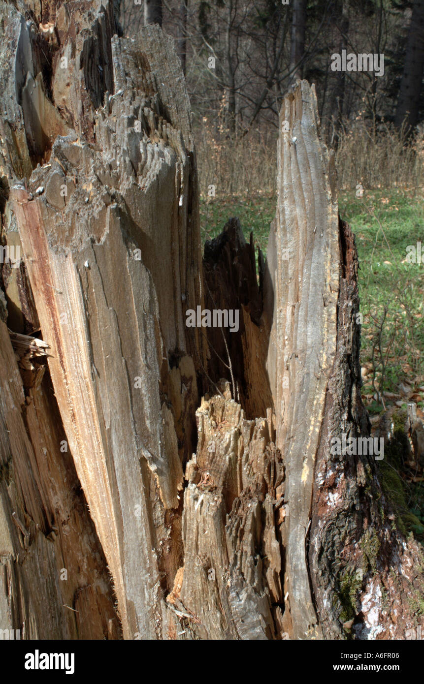 Fir tree forest damp autumn hi-res stock photography and images - Alamy