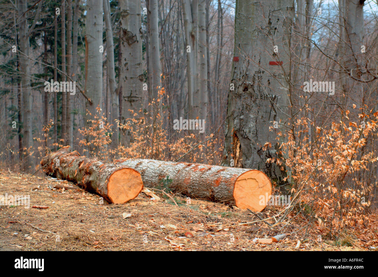 Cut down beech tree in temperate forest near Piatra Neamt Moldavia ...