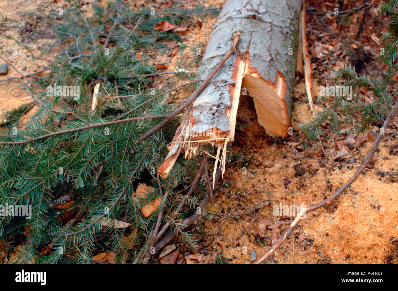 Cut down beech tree in temperate forest near Piatra Neamt Moldavia ...