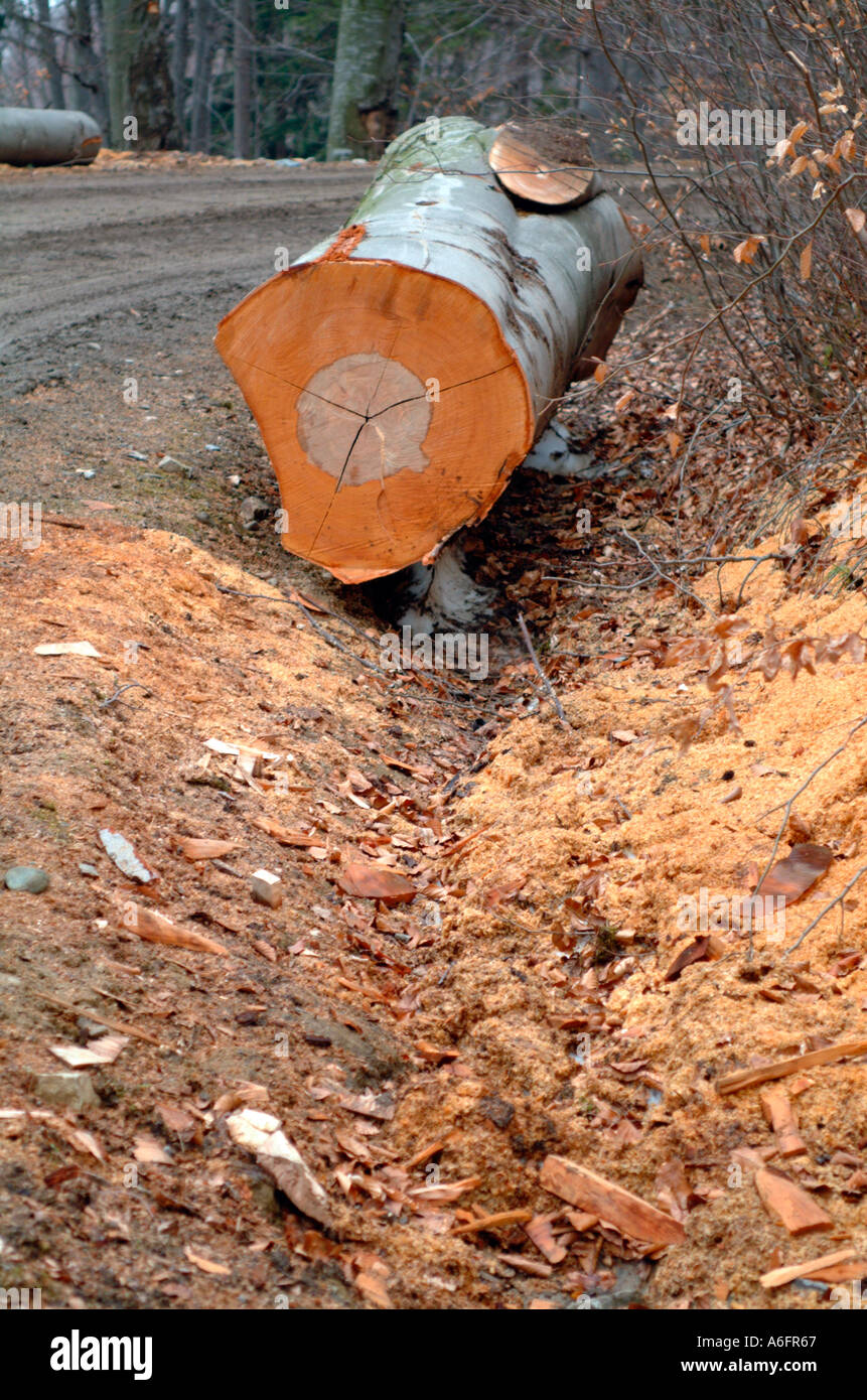 Cut down beech tree in temperate forest near Piatra Neamt Moldavia ...