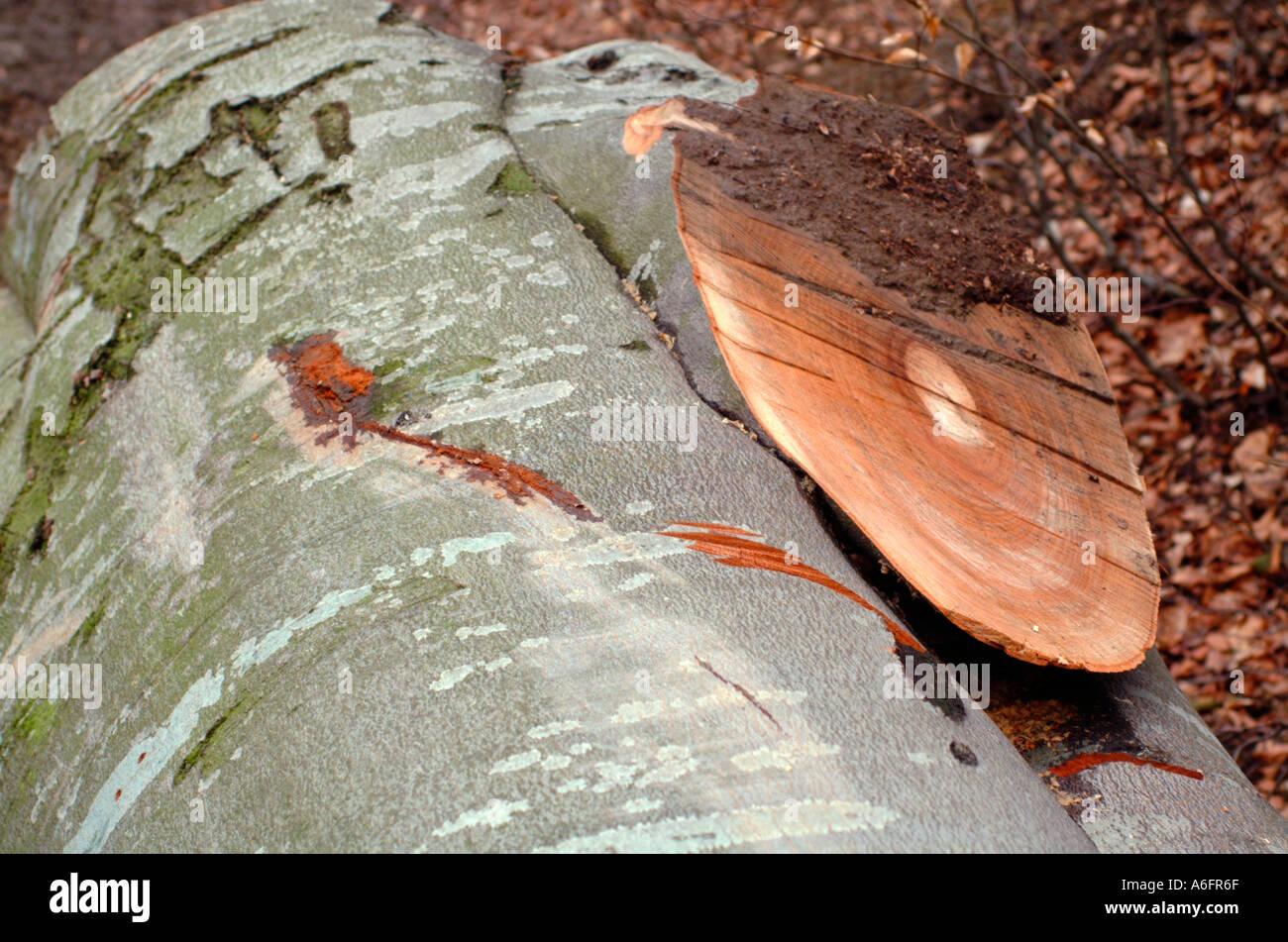 Cut down beech tree in temperate forest near Piatra Neamt Moldavia ...