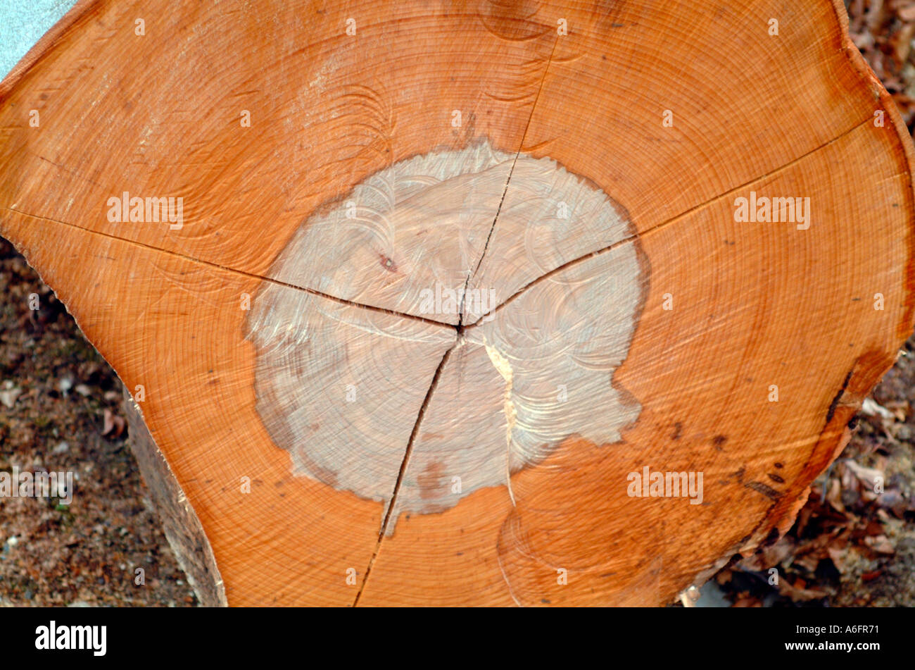 Cut down beech tree in temperate forest near Piatra Neamt Moldavia ...