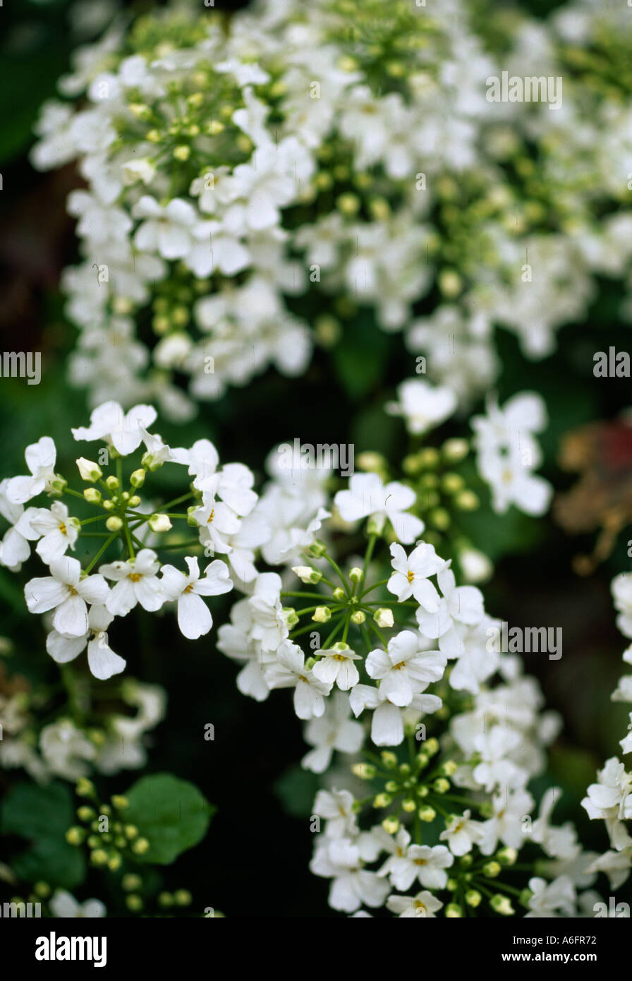 Cardamine asarifolia hi-res stock photography and images - Alamy