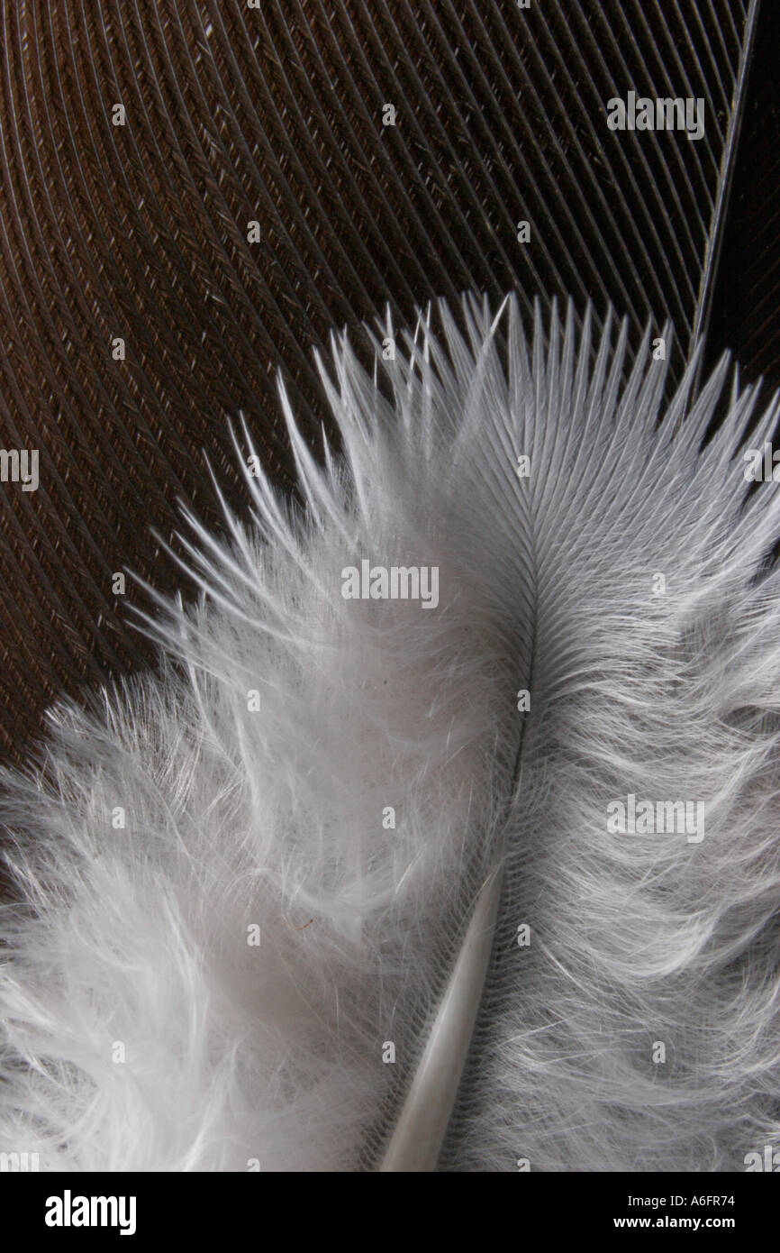 feather shot in detail Stock Photo - Alamy