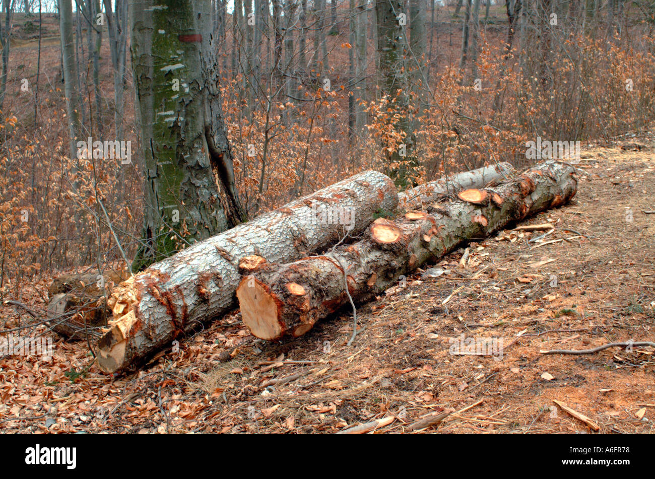 Cut down beech tree in temperate forest near Piatra Neamt Moldavia ...