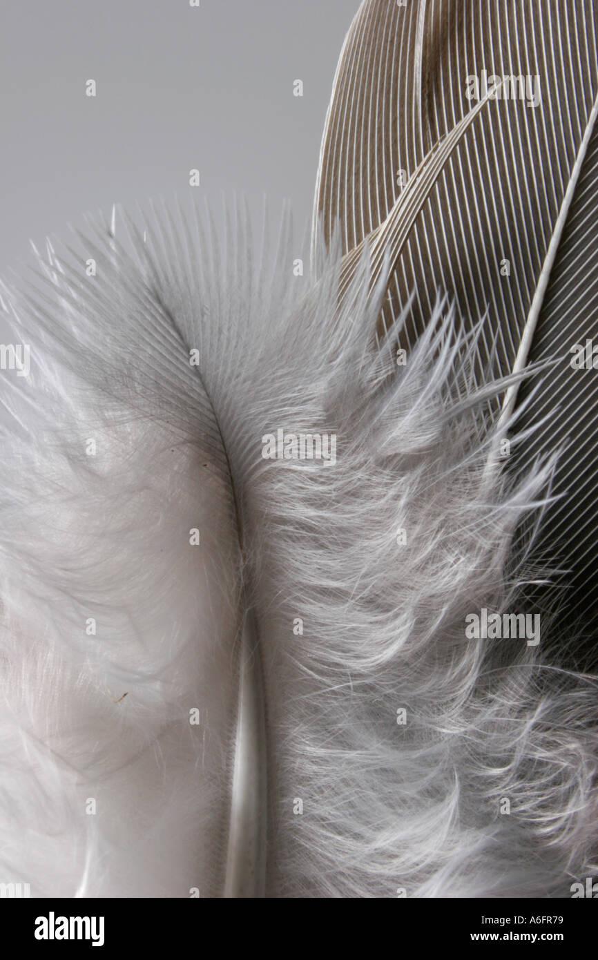 feather shot in detail Stock Photo - Alamy