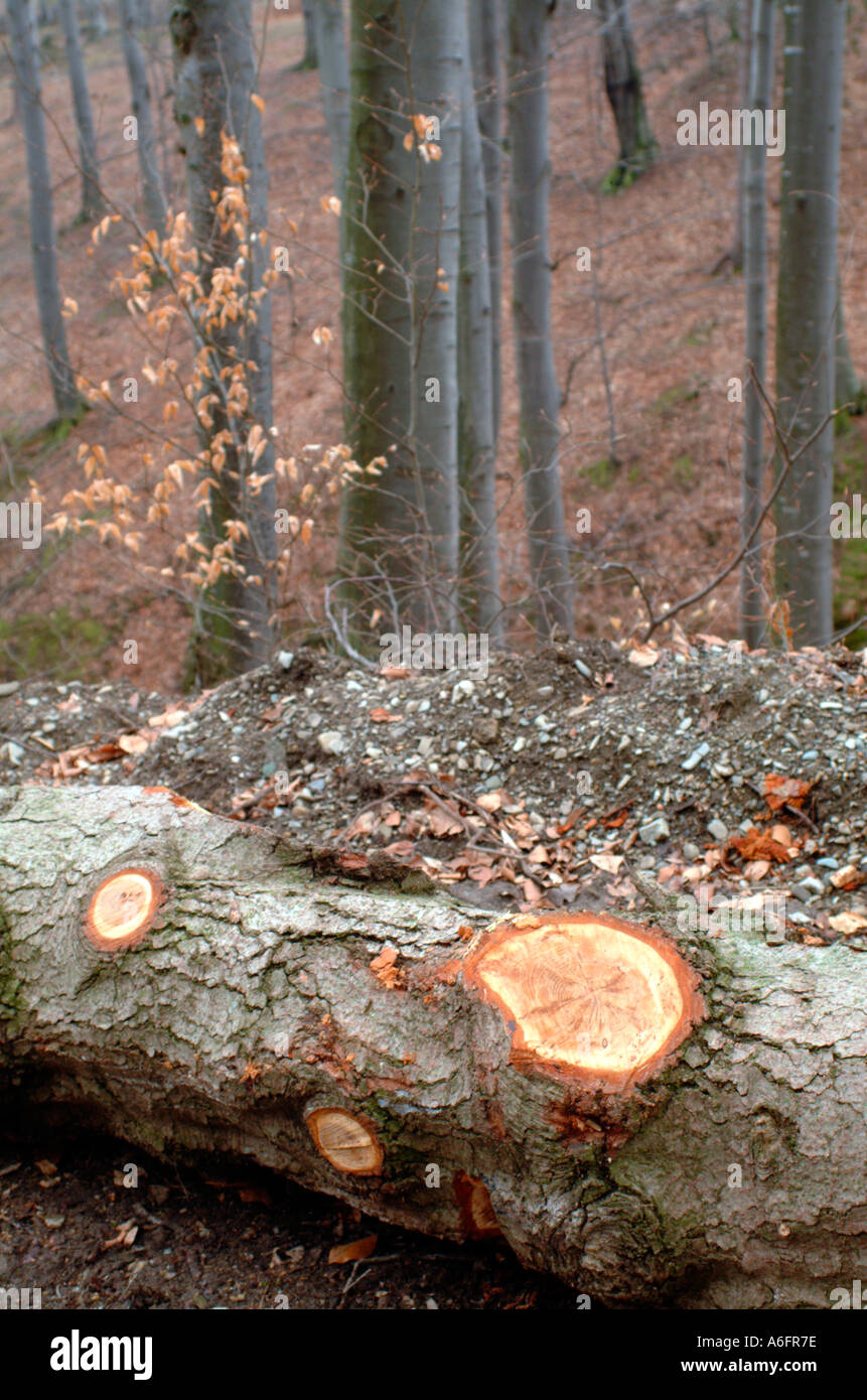 Vegetation Die Off High Resolution Stock Photography and Images - Alamy