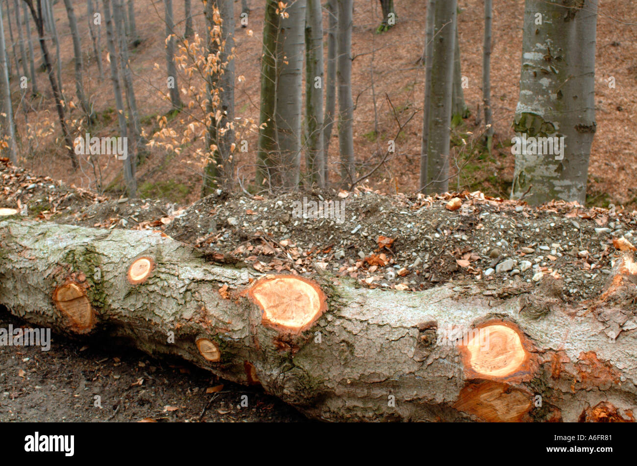 Core beech hi-res stock photography and images - Alamy
