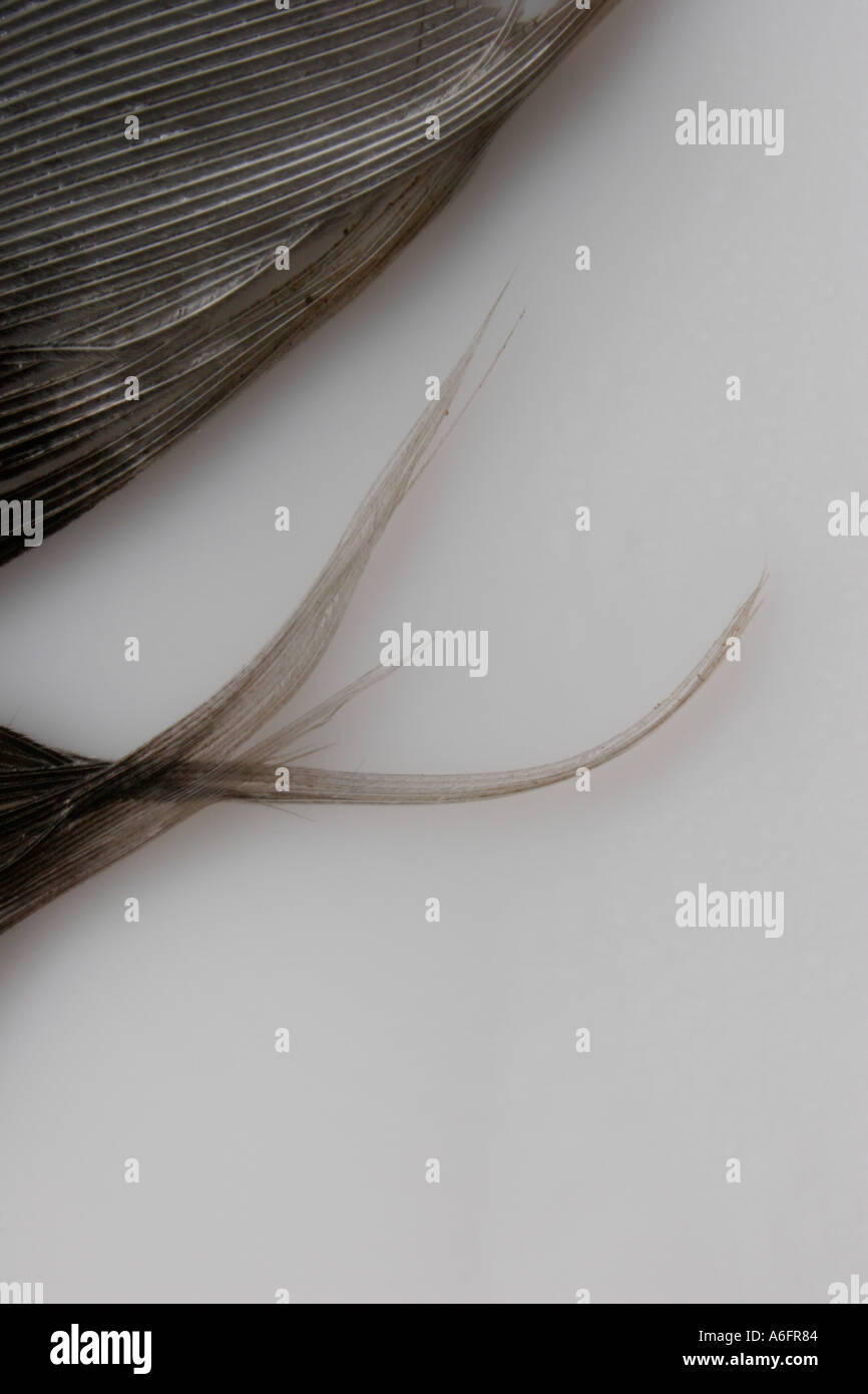 Serene picture pic photo photograph hi-res stock photography and images ...