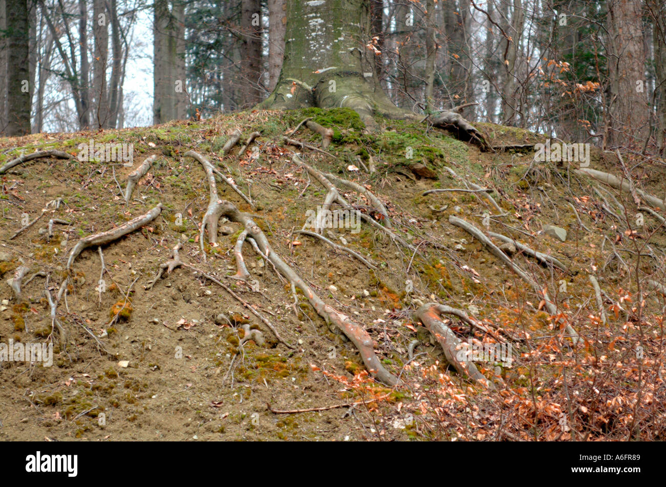 Soil Erosion Deforestation