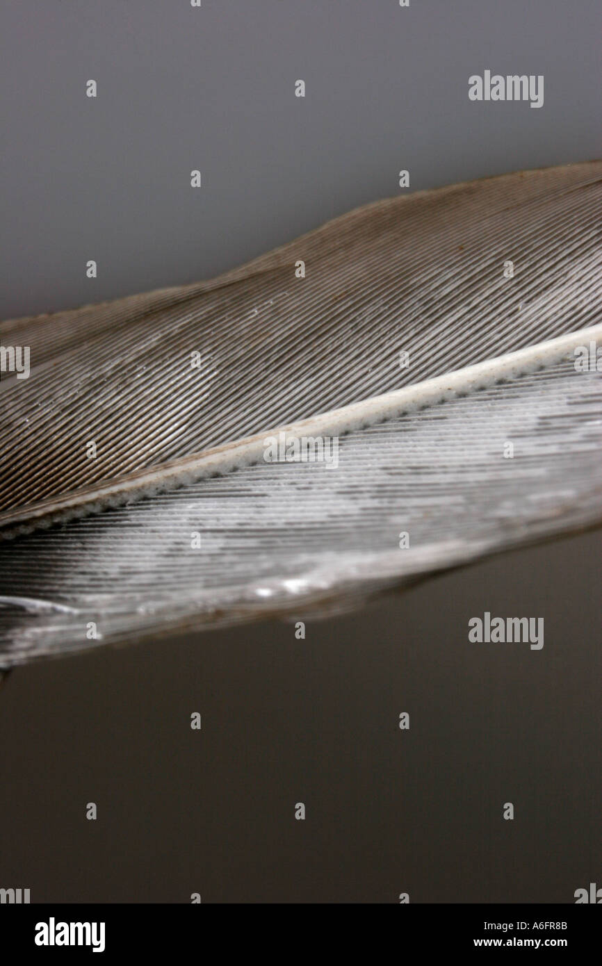 close up image of feather shot in detail Stock Photo - Alamy