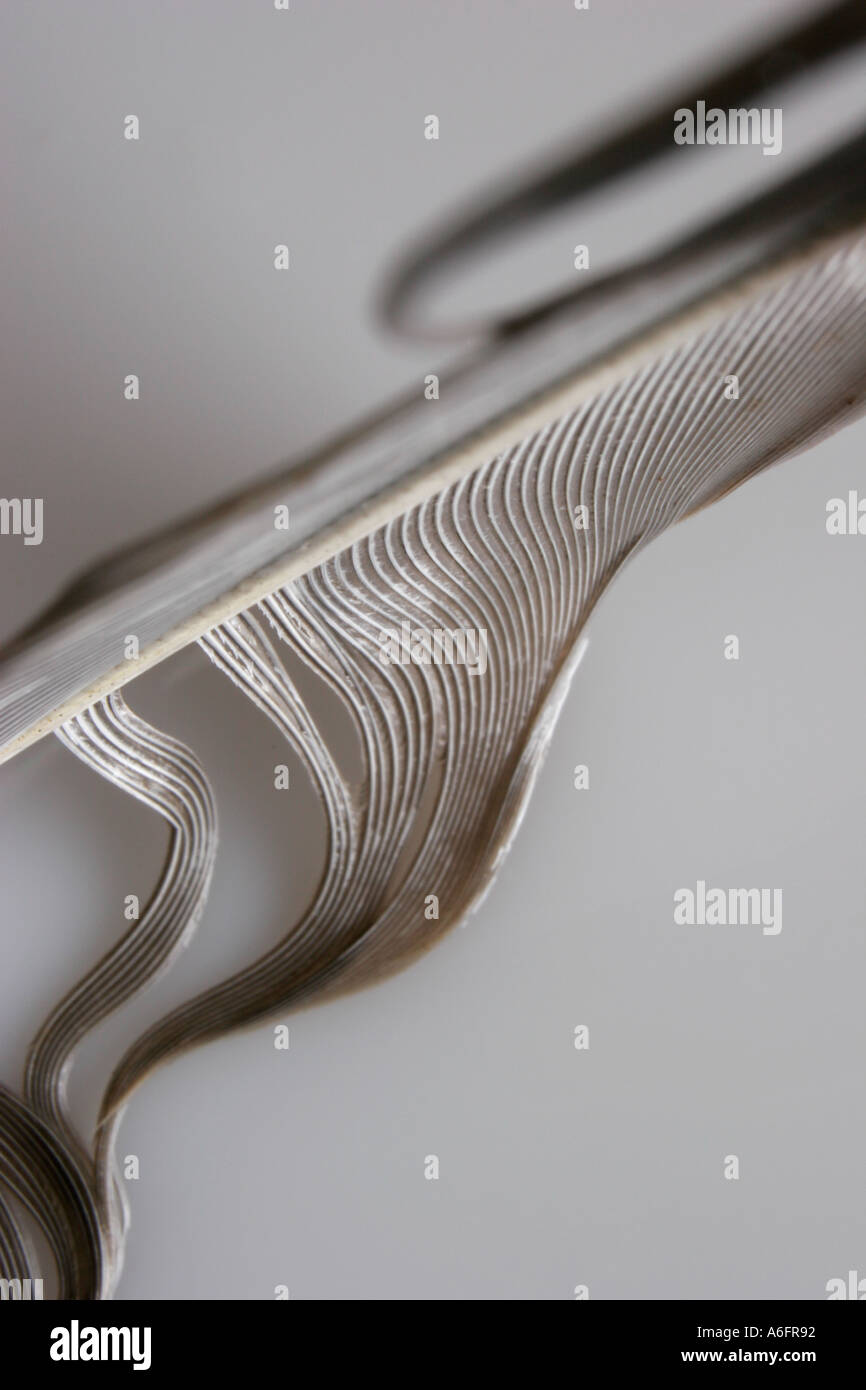 Color feather photograph object hi-res stock photography and images - Alamy