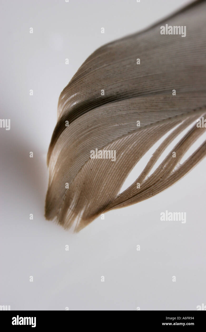 Color feather photograph object hi-res stock photography and images - Alamy