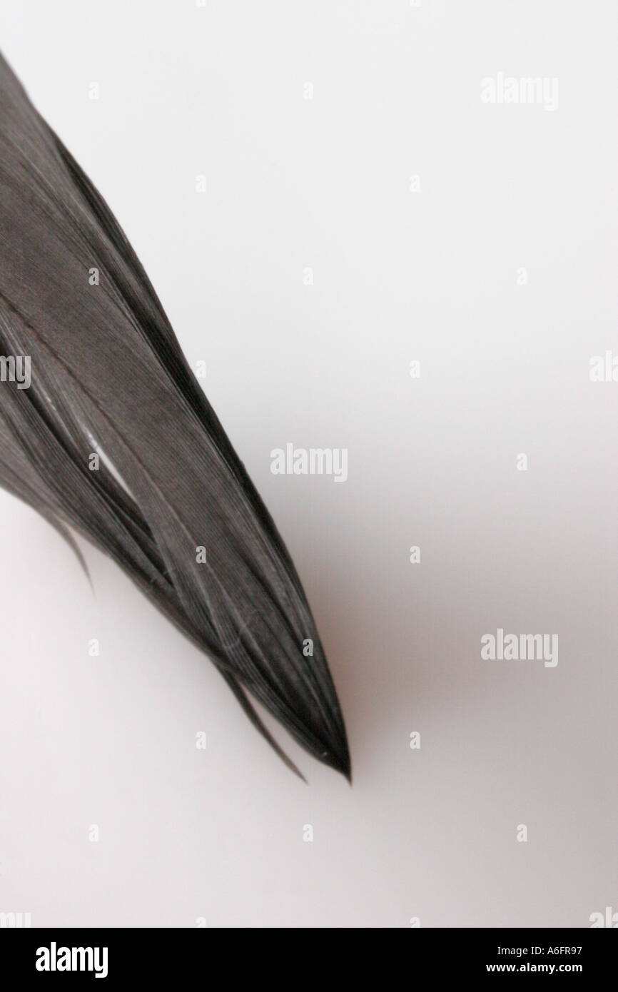 close up image of feather shot in detail Stock Photo - Alamy