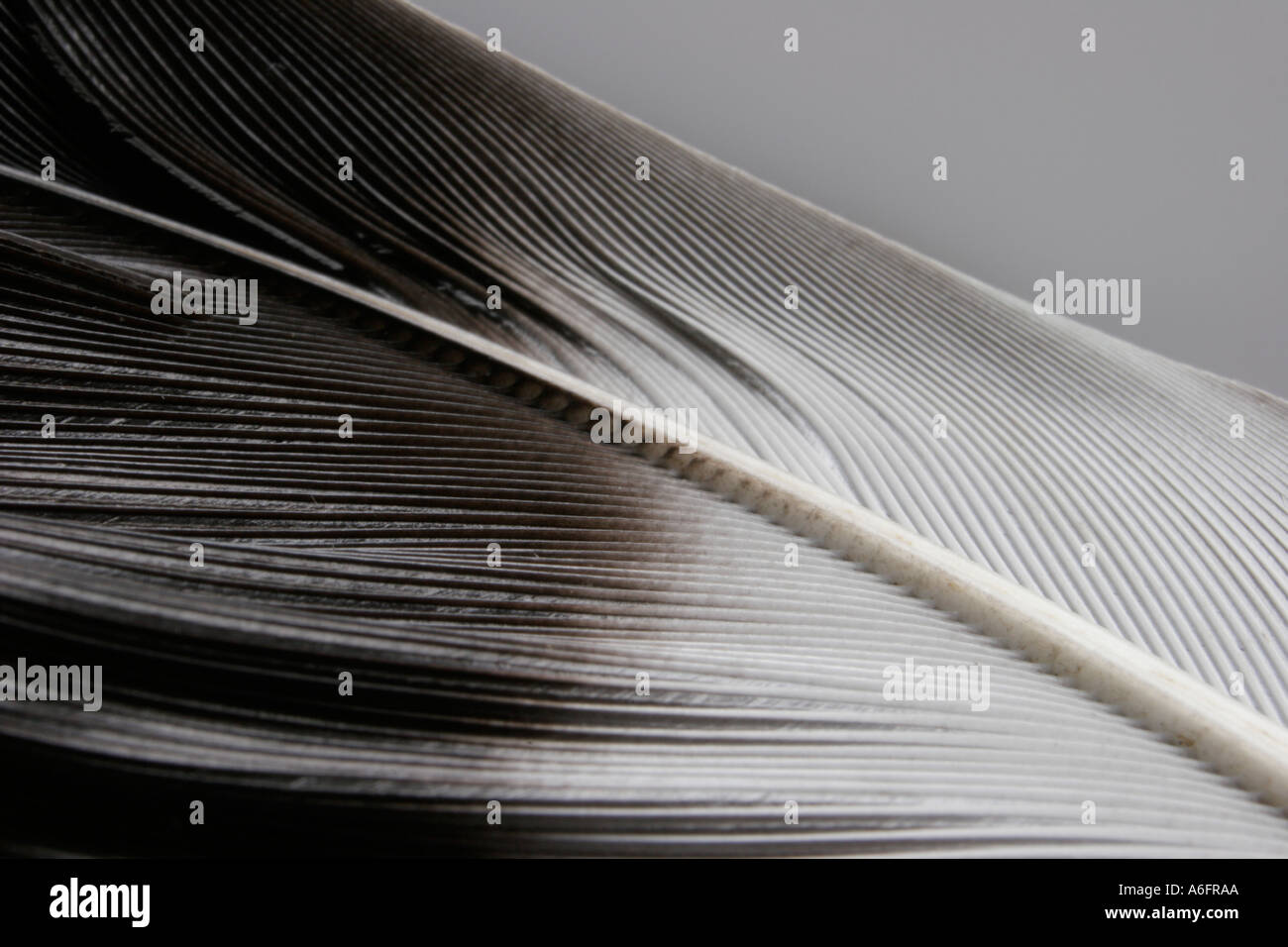 close up image of feather shot in detail Stock Photo - Alamy
