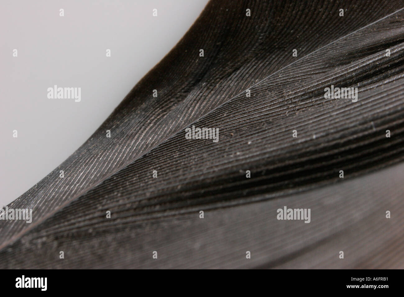 close up image of feather shot in detail Stock Photo - Alamy