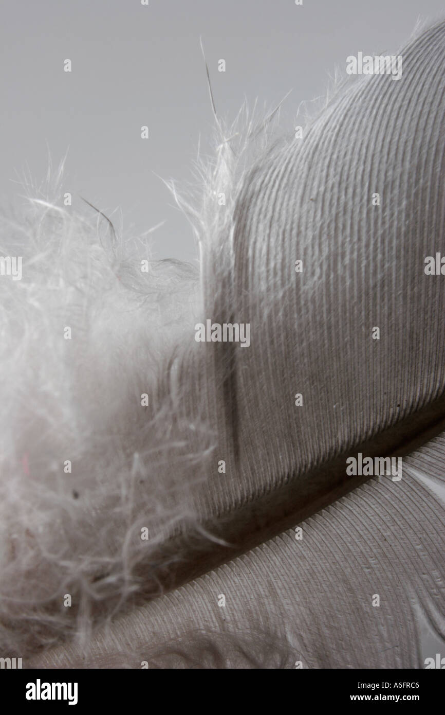 Color feather photograph object High Resolution Stock Photography and ...