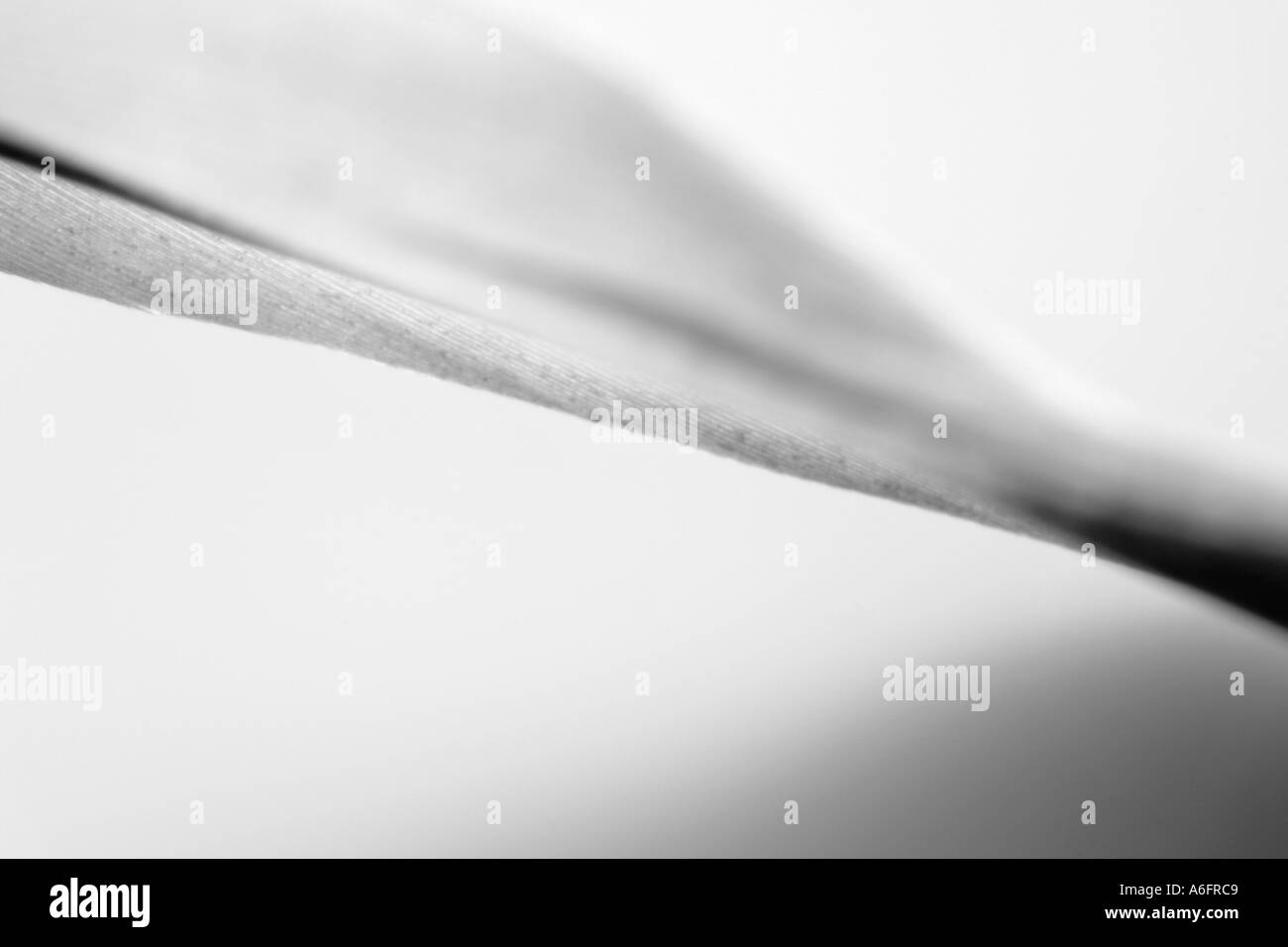 Feather back Black and White Stock Photos & Images - Alamy