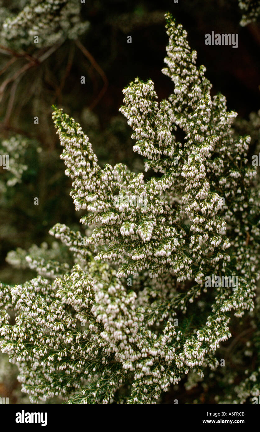 Erica bush hi-res stock photography and images - Alamy