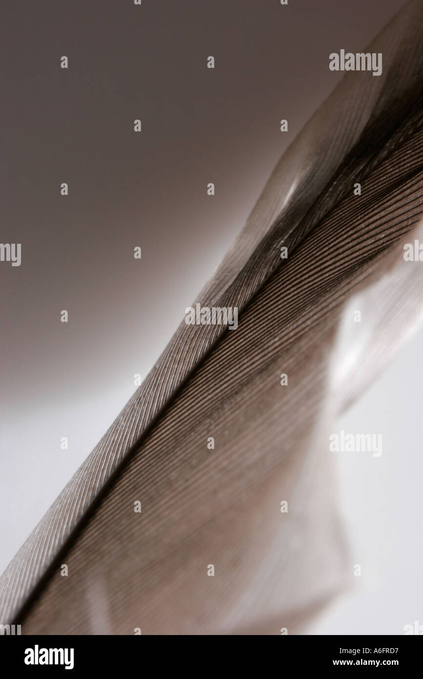 Feather object photograph hi-res stock photography and images - Alamy