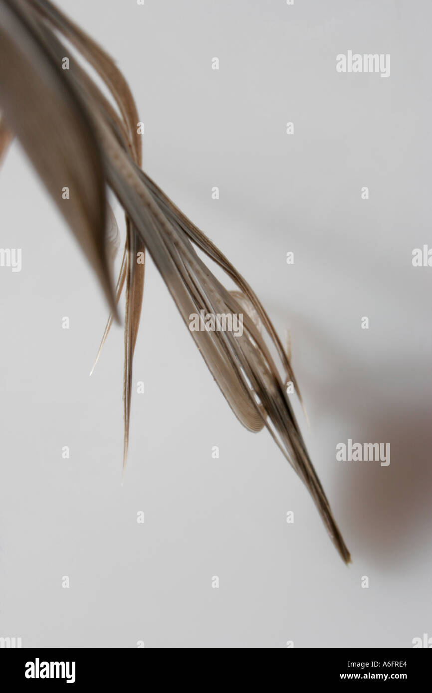 close up image of feather shot in detail Stock Photo - Alamy