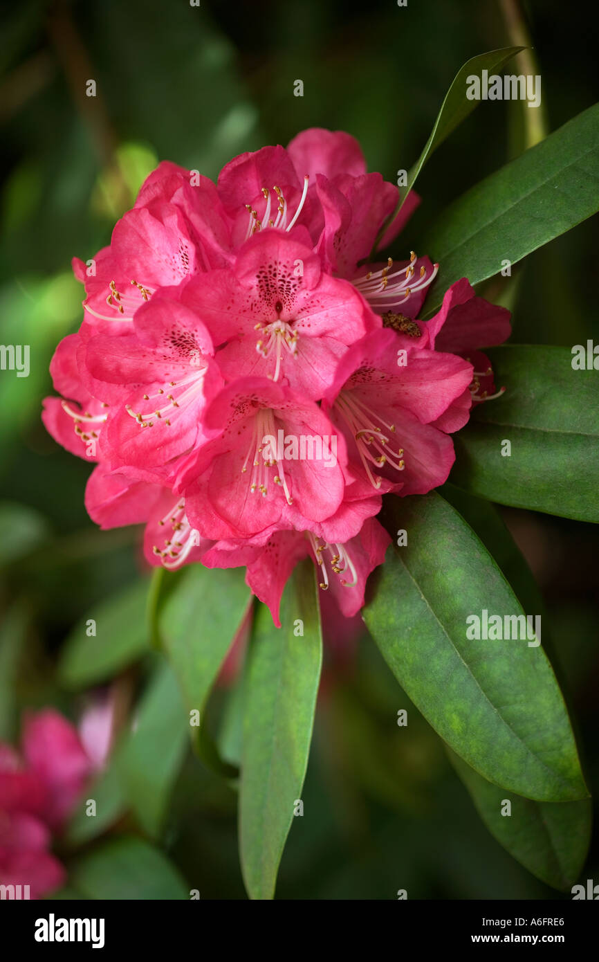 Species of rhododendron hi-res stock photography and images - Alamy