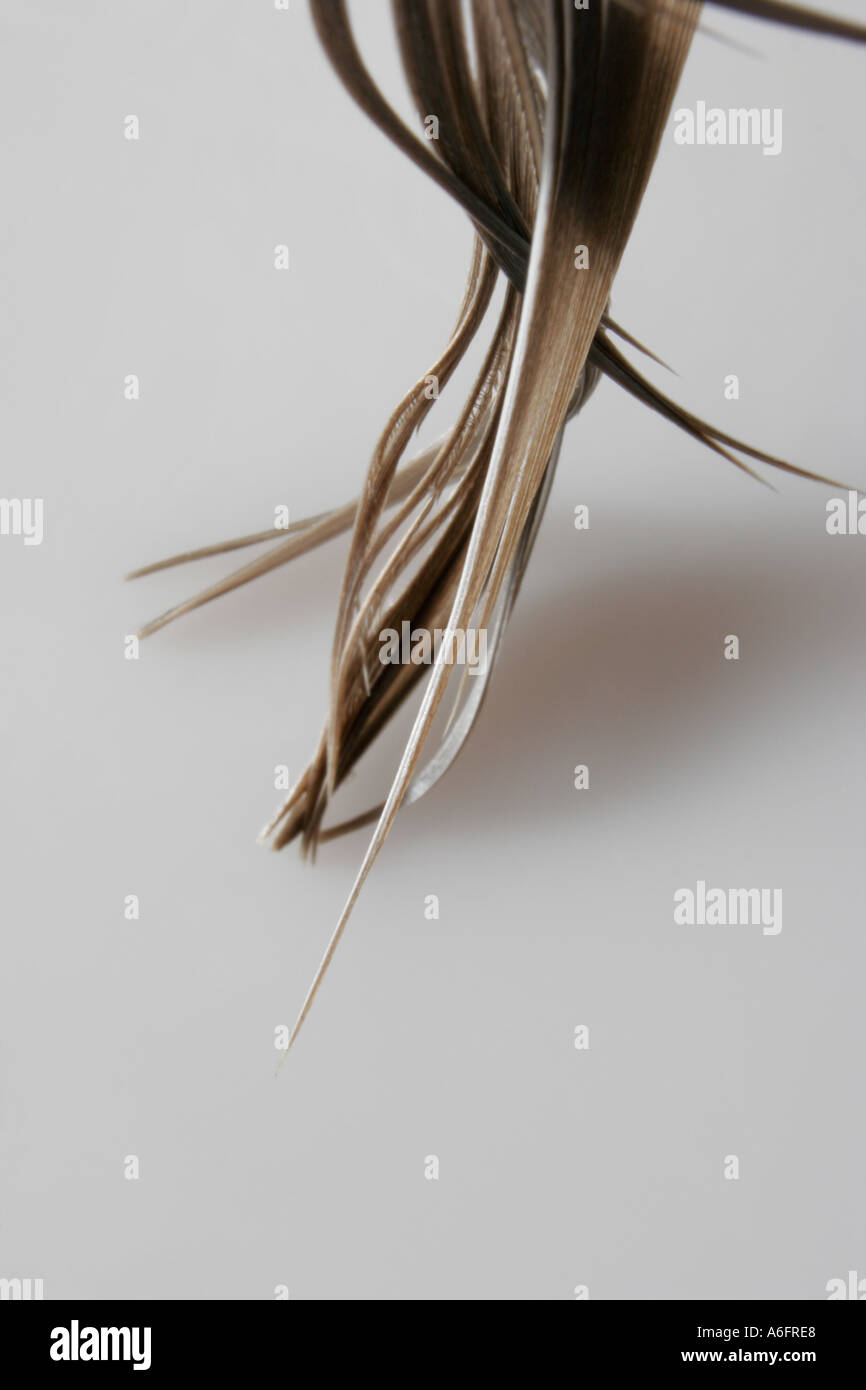 Feather object photograph hi-res stock photography and images - Alamy
