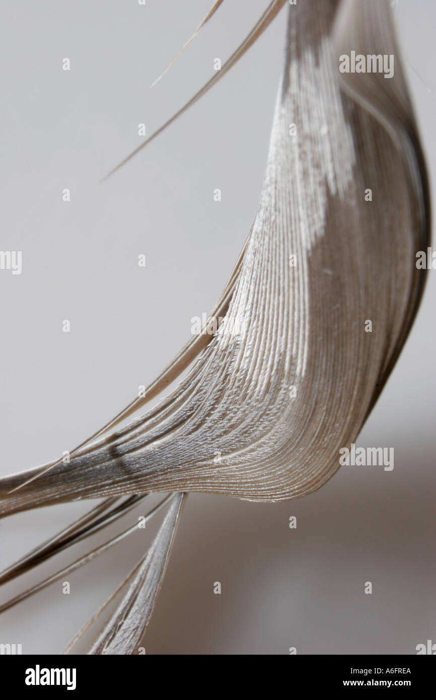 Color feather photograph object hi-res stock photography and images - Alamy