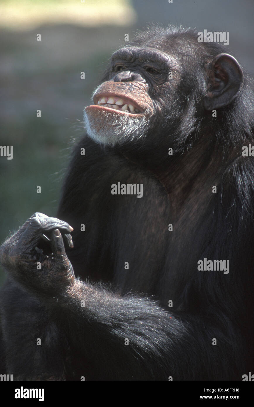 Man chimp hand hi-res stock photography and images - Alamy